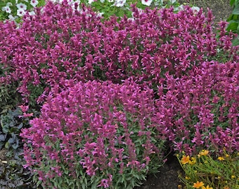 8 Live Agastache Mixed Colors Coral, Purple Raspberry Anise Hyssop ...