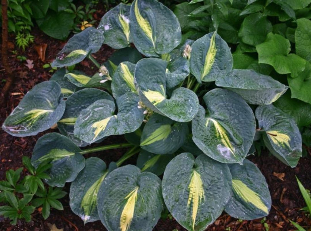 Thunderbolt Hosta, Plantain Lily Starter Perennial Starter. Great Roots ...