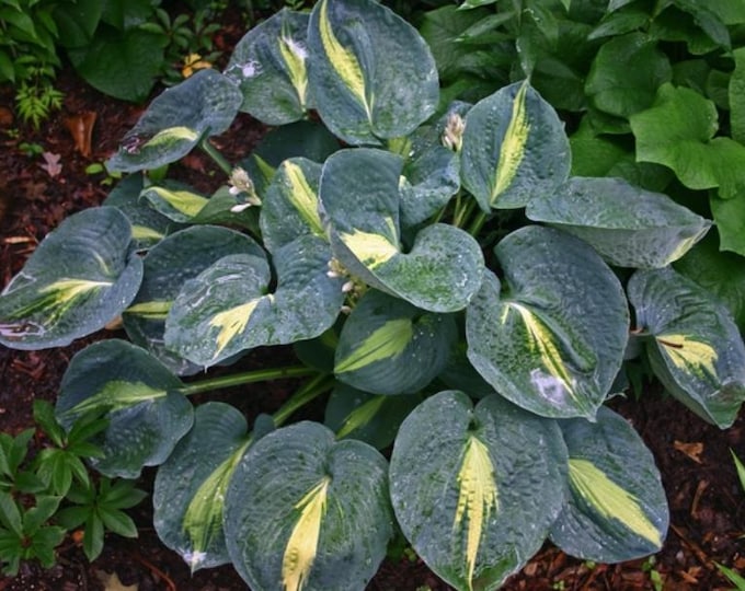 2 Thunderbolt Hosta, Plantain Lily Starter Perennial Starters. Great ...