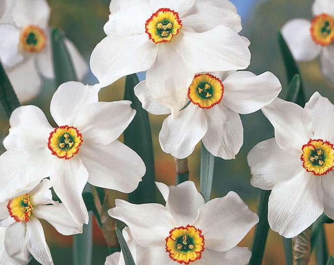 5 Recurvus Perennial Daffodil Bulbs. Easy to Grow. Loves Sun. - Etsy