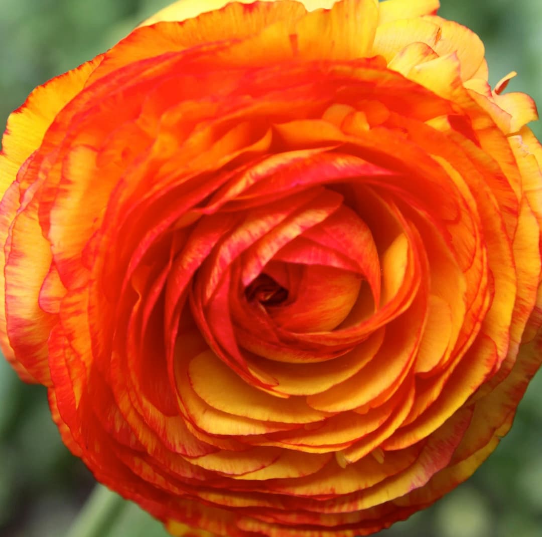 6 Healthy Corms Ranunculus Stunning and Vibrant Mixed Colored Blooms ...