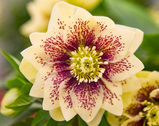 2 Father of the Bride Lenten Roses Unique Double Flowering Lenten Rose ...