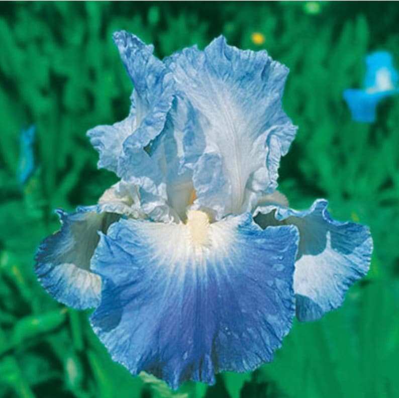 Clarence Blue Bearded Iris. Perfect Time to Plant. Will Bloom in the ...