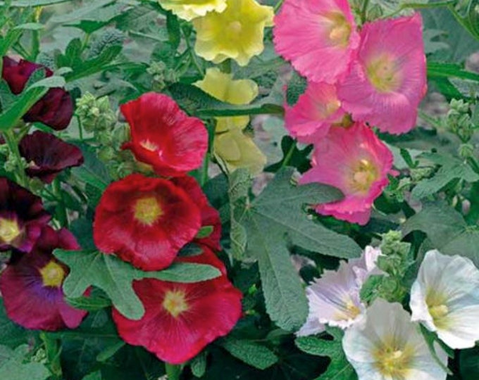 Las Vegas Fig Leaf Hollyhock. Super Healthy. Ready to Plant. Grows to 5 ...