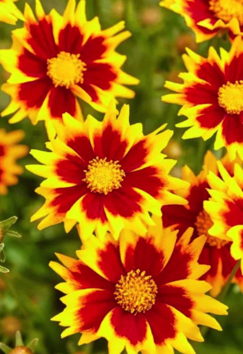 6 Live Coreopsis Solar Moon Starter Perennials. Stunning Colors. Loves ...