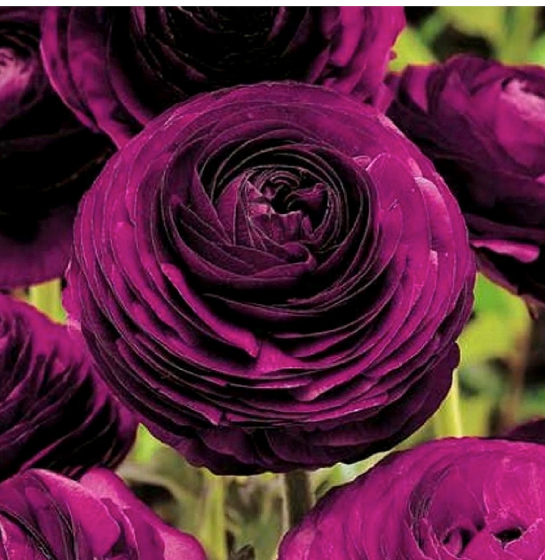 10 Ranunculus Aviv Purple Healthy Corms - Mixed Blooms Perennials ...