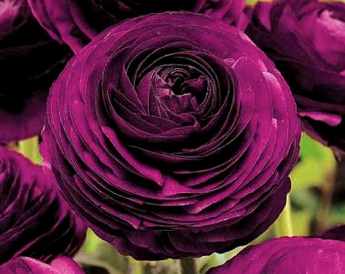 10 Ranunculus Aviv Purple Healthy Corms Mixed Blooms Perennials Loves ... 10 Ranunculus Aviv Purple Healthy Corms Mixed Blooms Perennials Loves ...