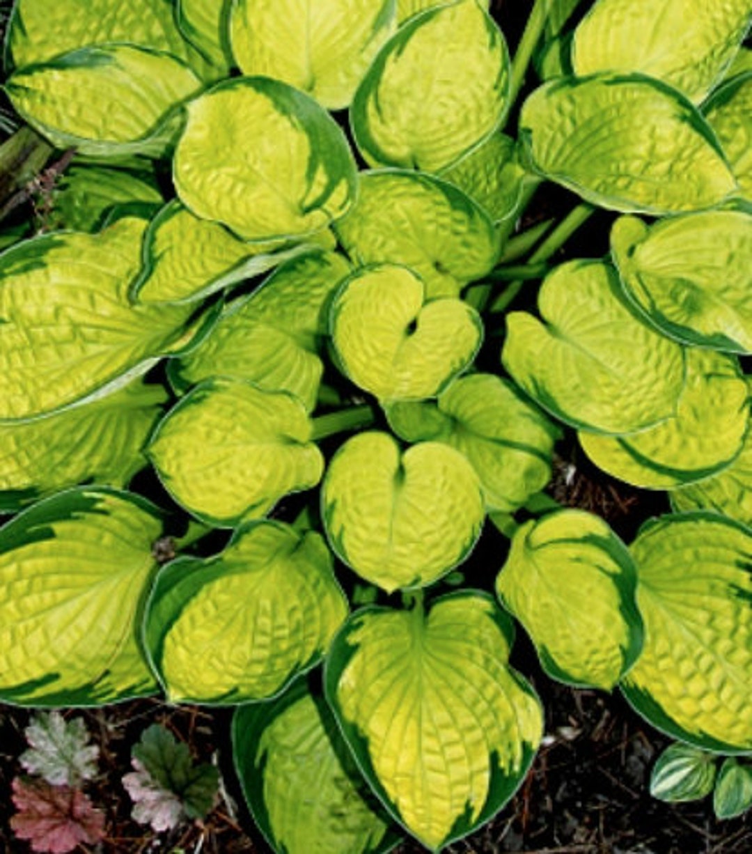 3 Live Rainforest Sunrise Hostas. Stunning Colors. Loves Shade. Comes ...