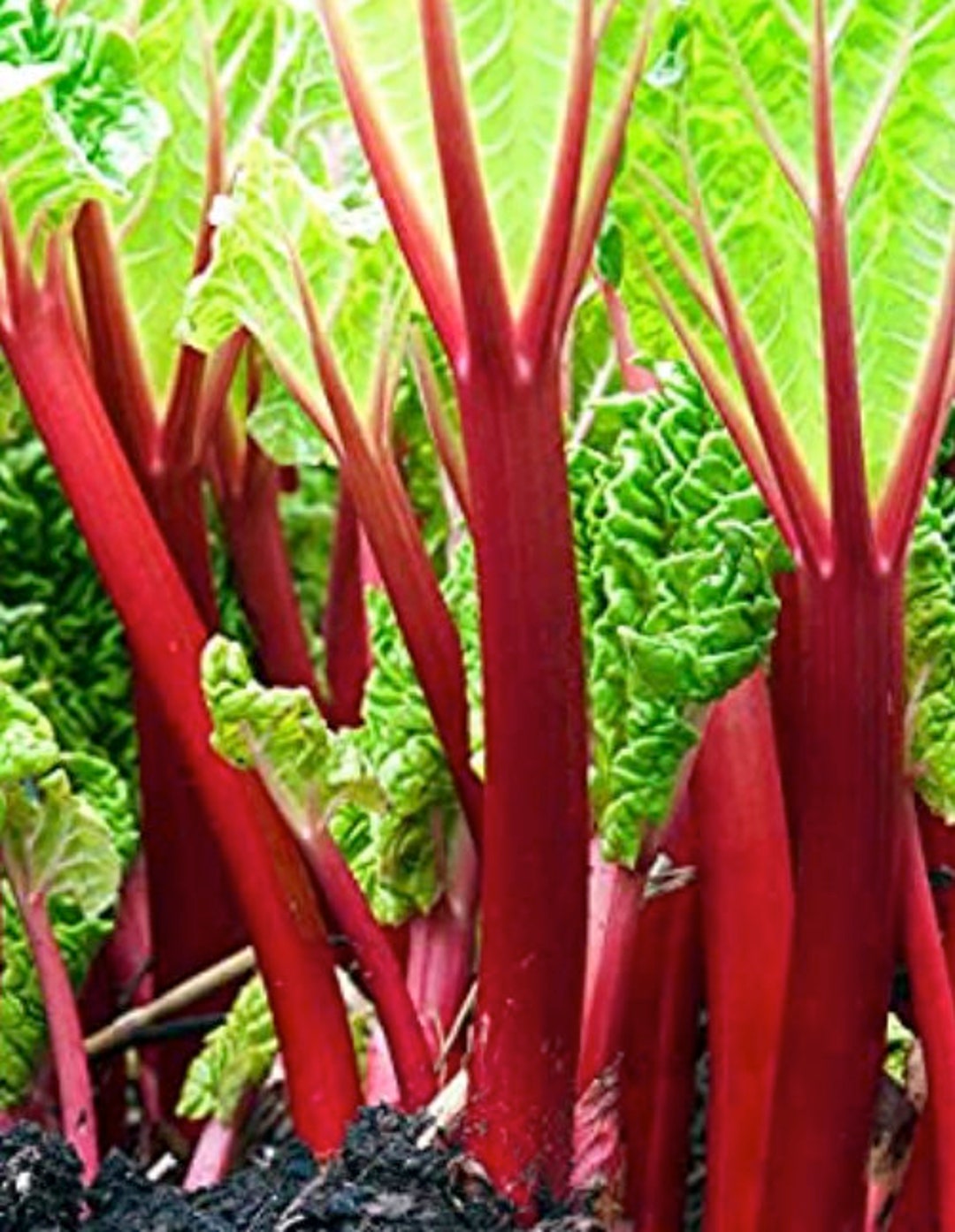 2 Queen Victoria Rhubarb Starter Plants. Special Today. Loves Sun. Easy ...