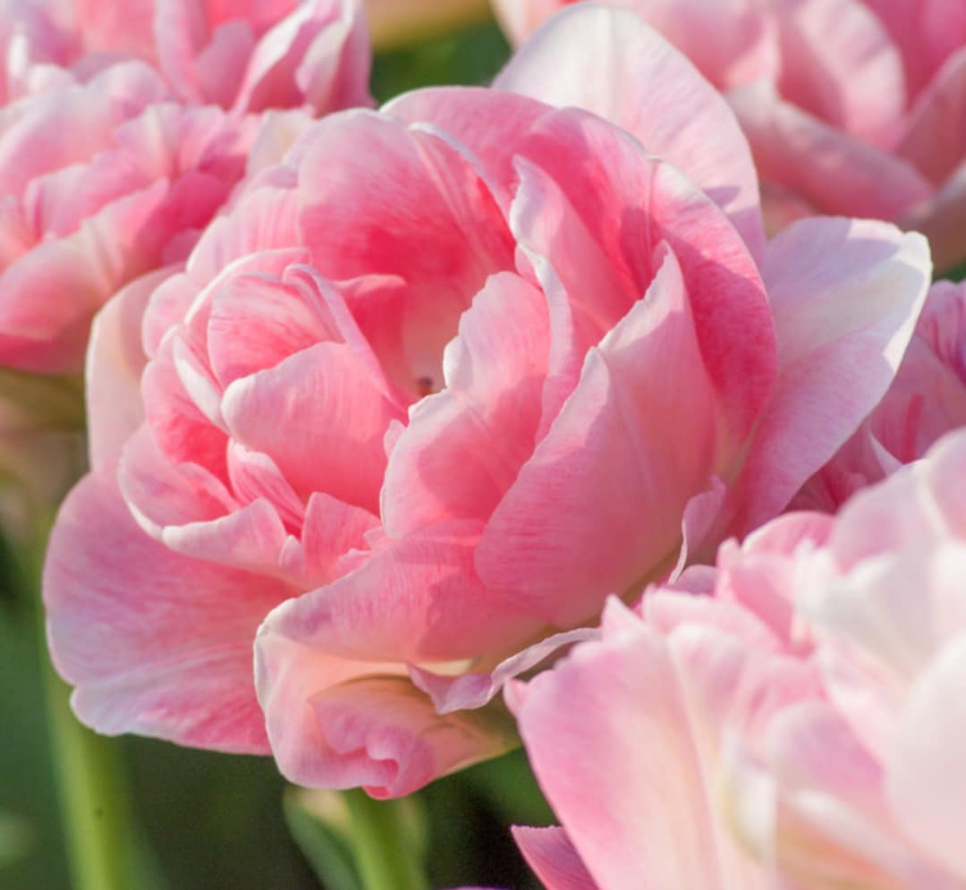 4 Angelique Pink Double Perennial Tulip Bulbs. Stunning Colors. Comes ...