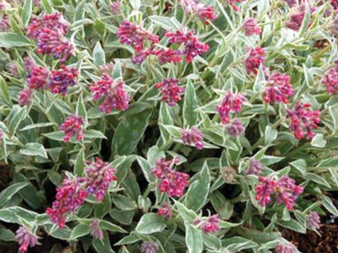 2 Live Pulmonaria Raspberry Frost. Perennial Plants. Loves Shade. Super ...