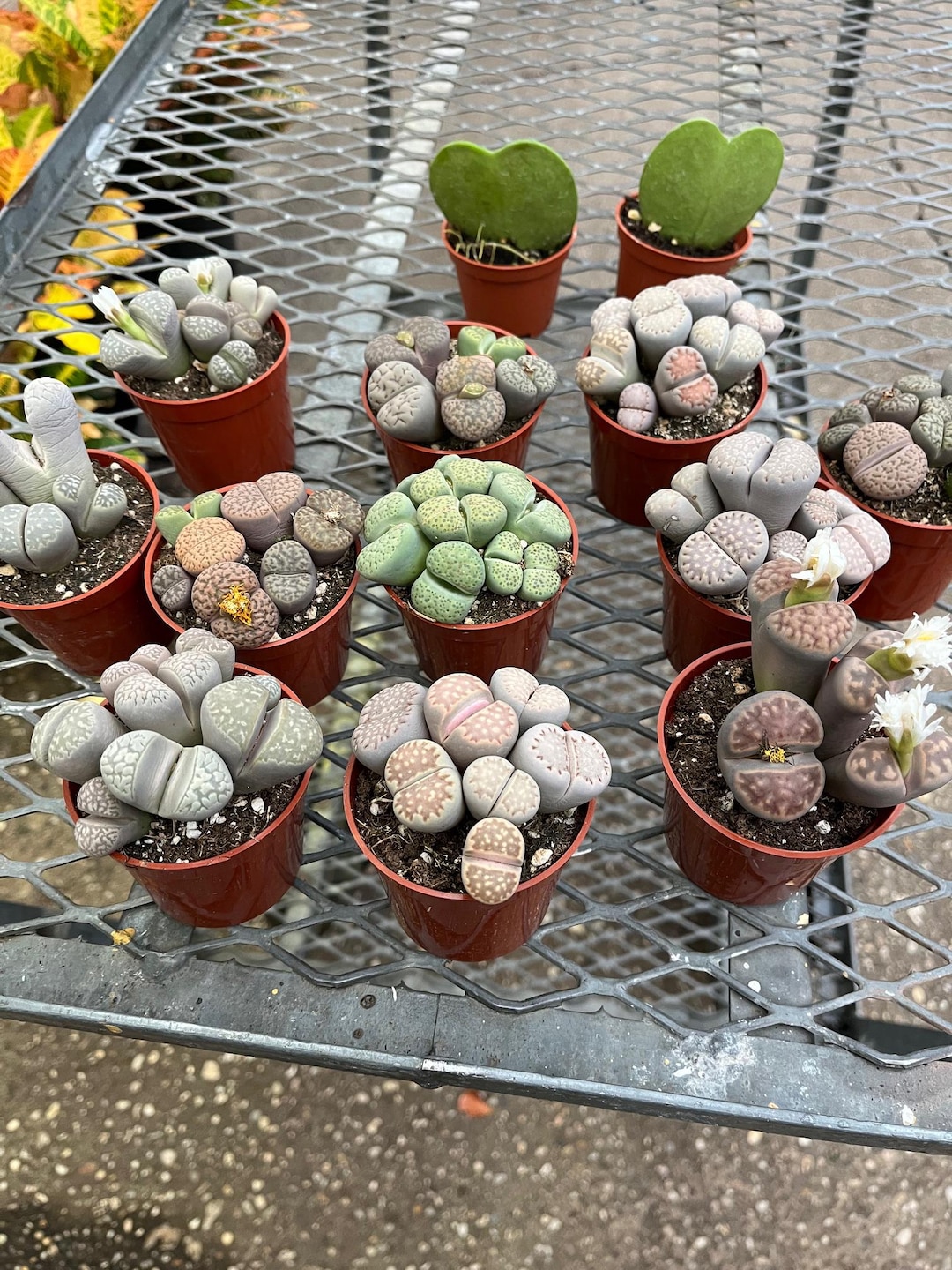 Large Lithops Living Stones Potted Plant as Shown. You Will Receive One ...