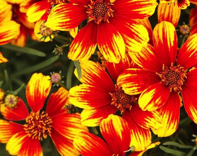 3 Live Sunstar Orange Coreopsis Perennials. Stunning Colors. Super Easy ...