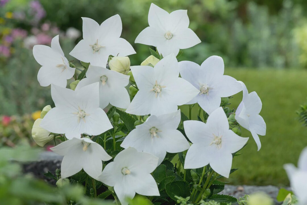 2 White Platycodon Astra Starter Perennial Plants. Super Healthy Roots ...