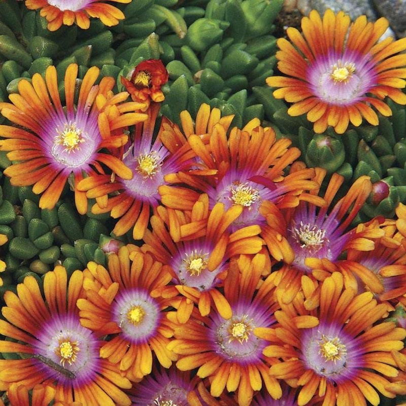 Fire Spinner Ice Plant Seeds - Etsy