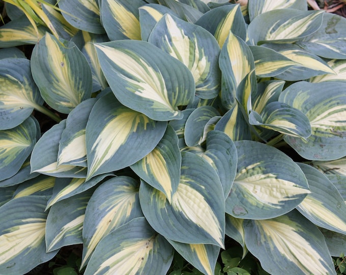 2 Rare High Society Hosta. Loves Shade. Rare. Perennial. Stunning ...