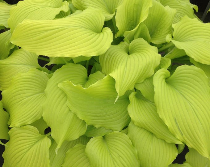 Dancing Queen Hosta Perennial Flowering Plant. Loves Shade. Super Easy ...