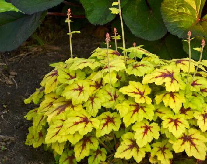Coral Bells autumn Bride heuchera Macrorhiza - Etsy
