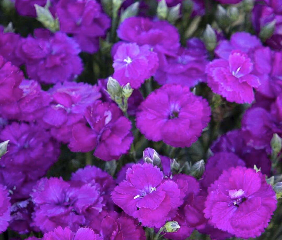 4 Live Dianthus Purple Cocktail Perennial Plants. Loves Sun. Easy to ...