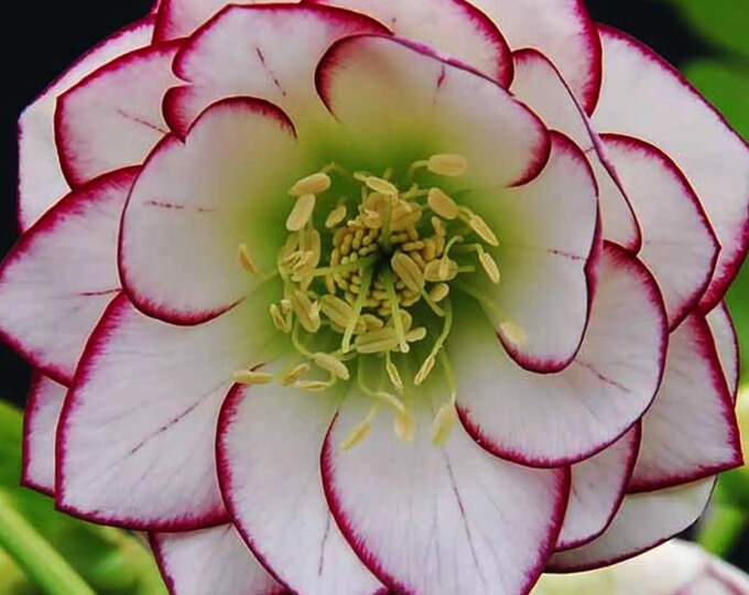 Lenten Rose Fire and Ice Rare Flowering Perennial Live Plant Lenten ...