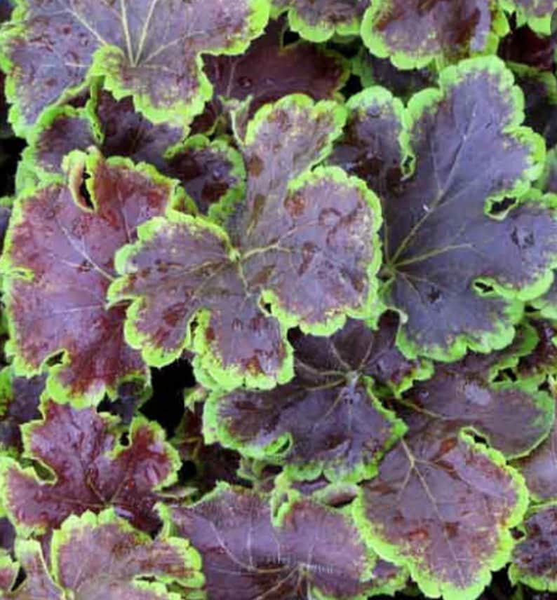 4 Live Heucherella Solar Eclipse Live Perennial Plant Foamy Bells Plugs ...