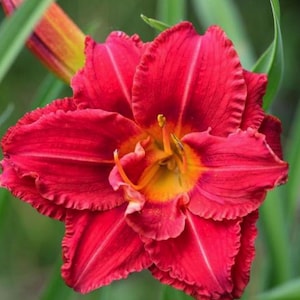 2 Booby Ruby Daylily. Shipped Bareroot. Ready to Plant. Easy to Grow - Etsy