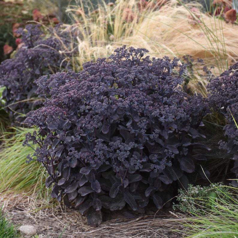 Black Magic Sedum Starter Perennial Succulent. Super Healthy and Ready ...