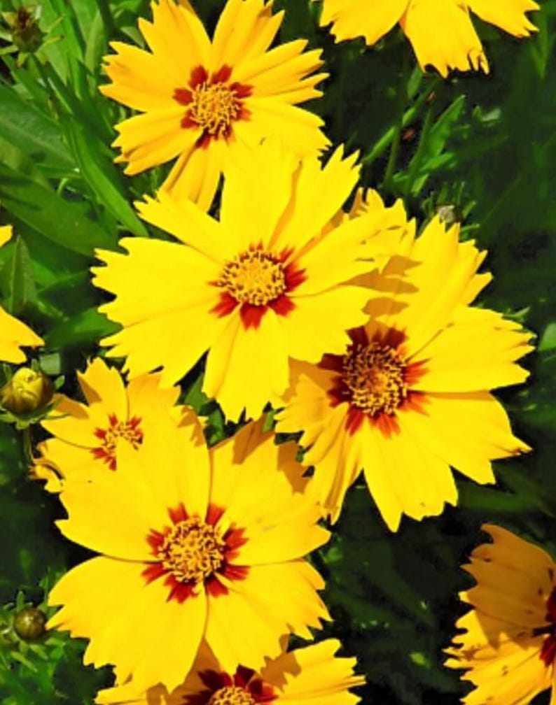 3 Live Coreopsis Solar Mellow Perennials. Loves Sun. Super Easy to Grow ...
