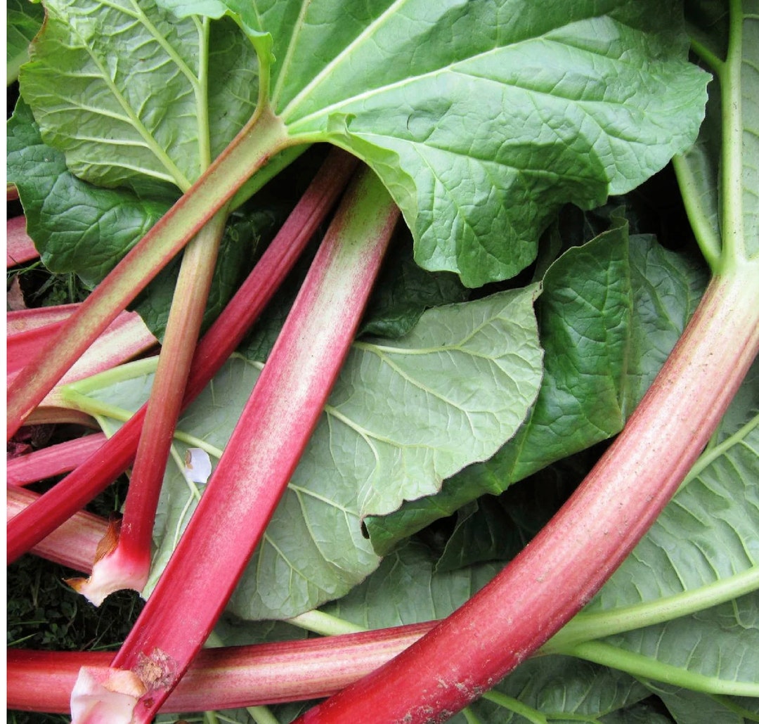 Jumbo Crimson Red Rhubarb Stunning Color Plant Now for Spring - Etsy
