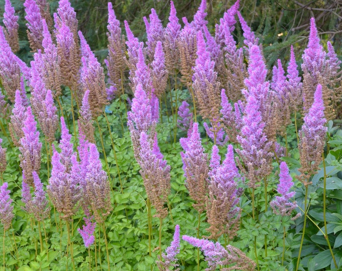 Purple Candles Astilbe Shade Loving Perennial. Easy to Grow - Etsy