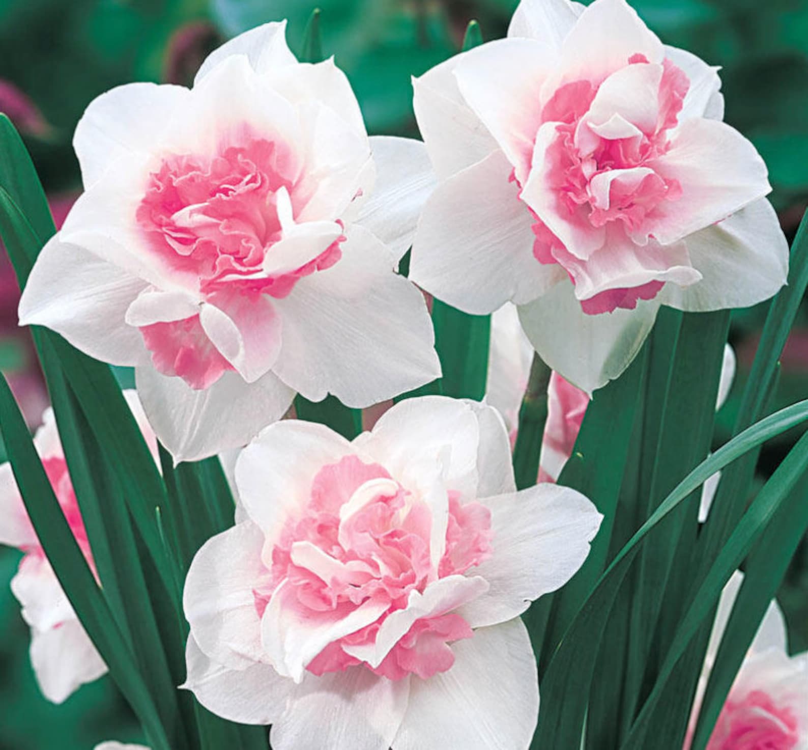 5 Double Pink Perennial Daffodil Bulbs. Perfect Time to Plant - Etsy
