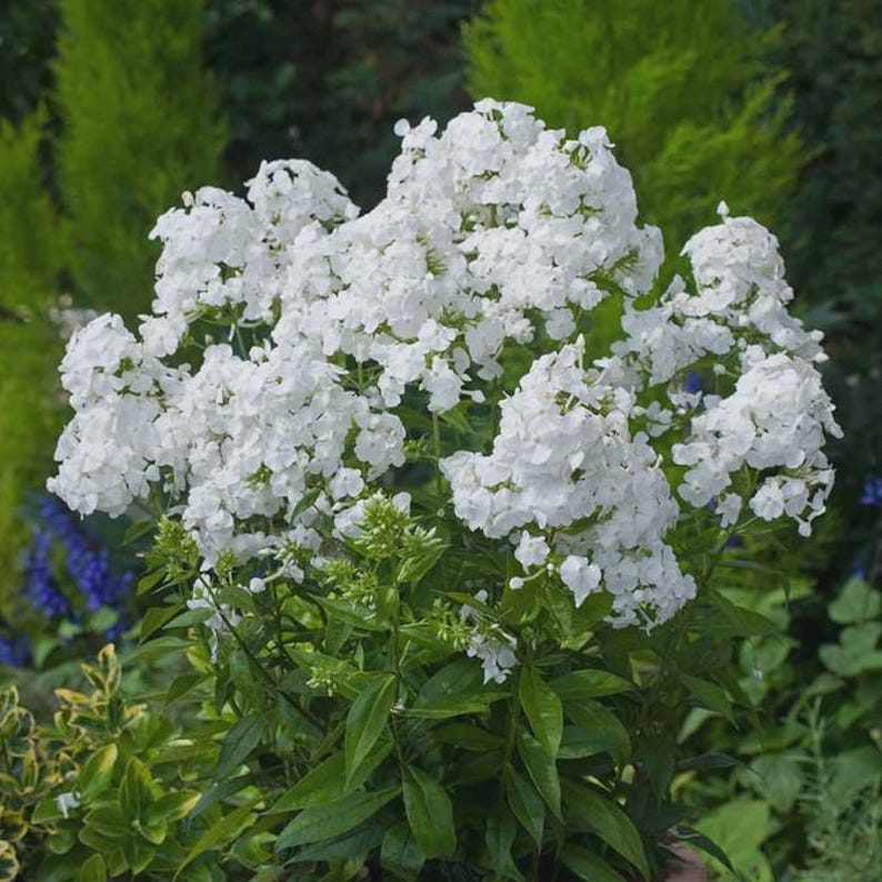 5 White Tall Perennial Starter Phlox Flowers. Ready to Plant. Attracts ...
