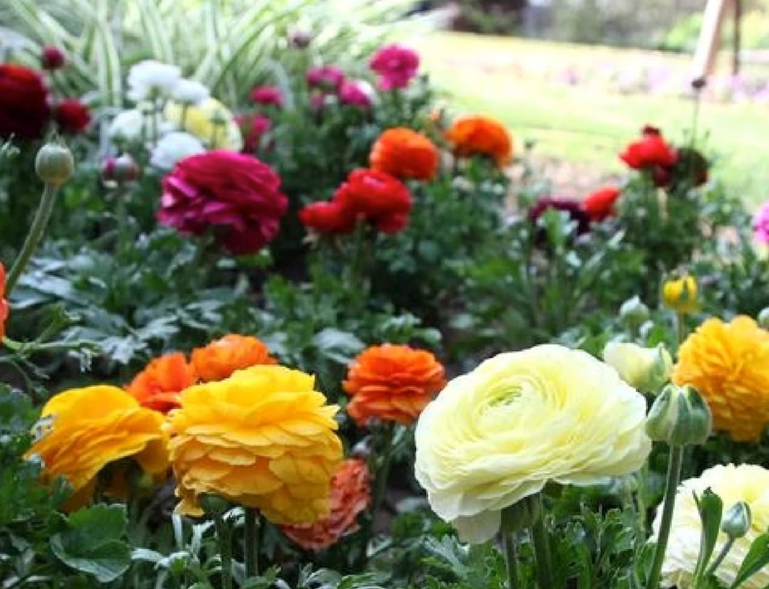 20 Ranunculus Aviv Mixture Healthy Corms - Cool Blooms in Various ...