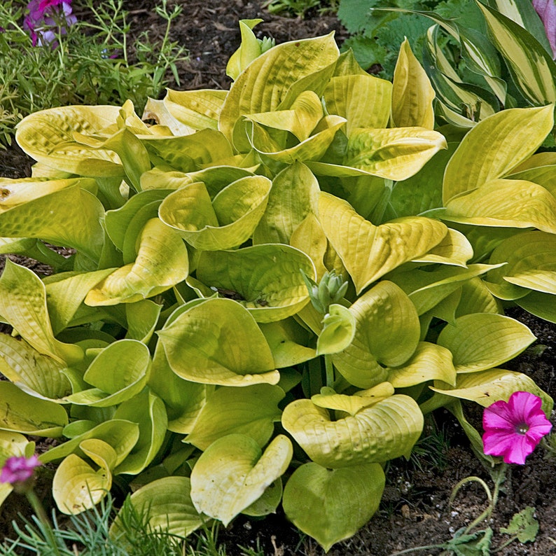 2 Live Maui Buttercups Hostas. Beautiful Yellow Color. Great for Shady ...