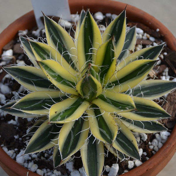 Agave Plant - Etsy