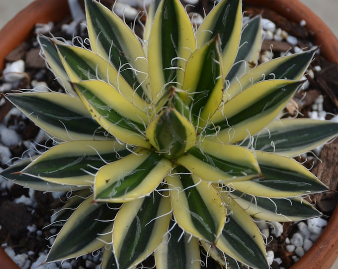3 Mini Agave Schidigera 'royal Flush' Live Succulent Plant - Etsy