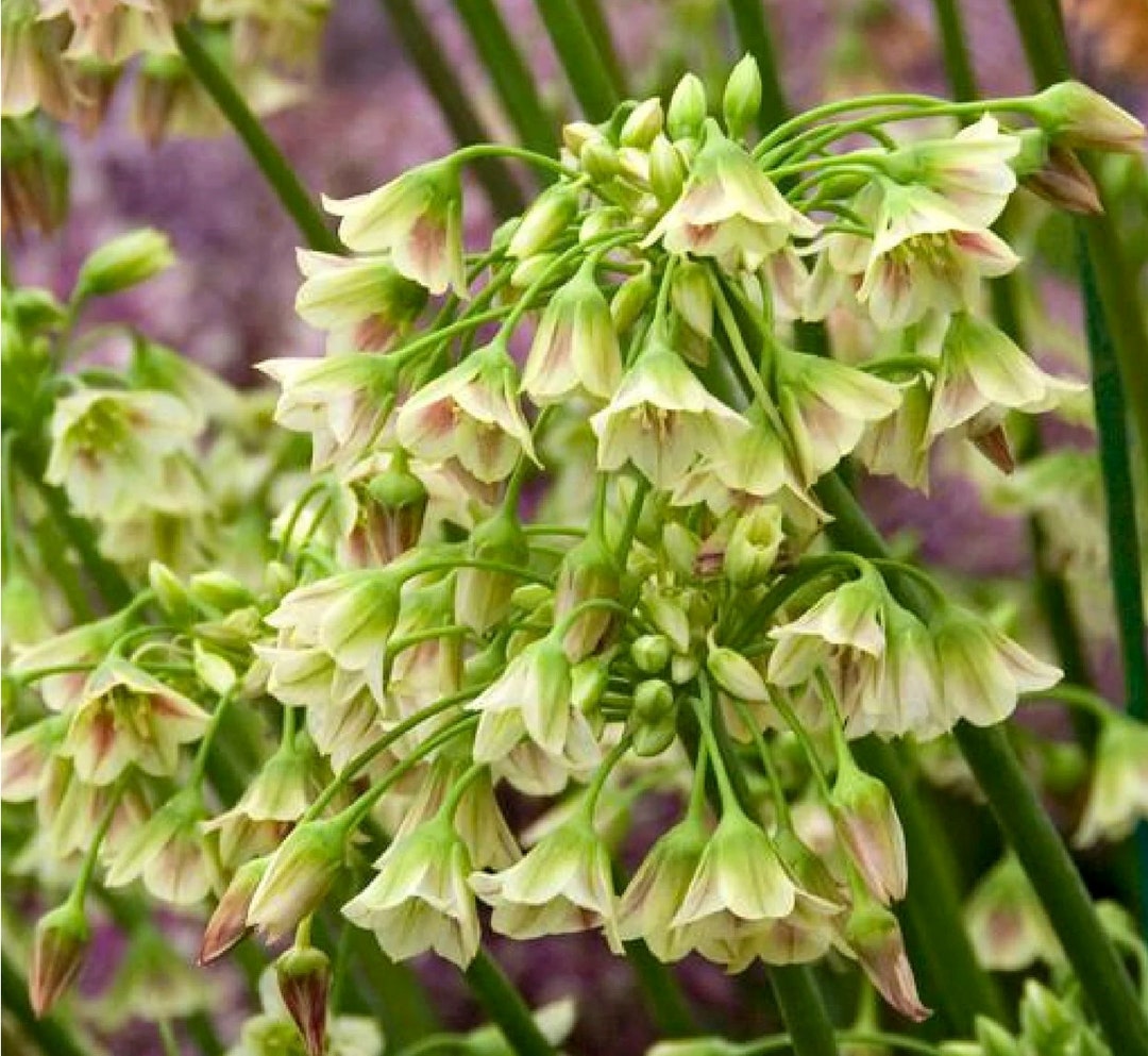 5 Rare Nectaroscordum Siculum Mediterranean Bells Hardy Flowering ...