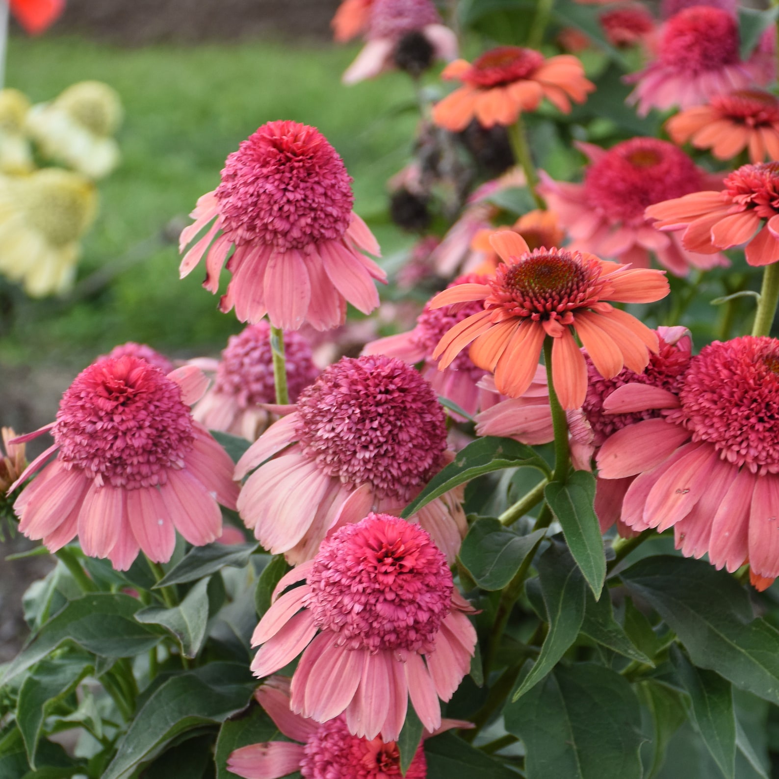 3 Rainbow Sherbet Live Echinacea Perennial Plants. Love Sun. - Etsy