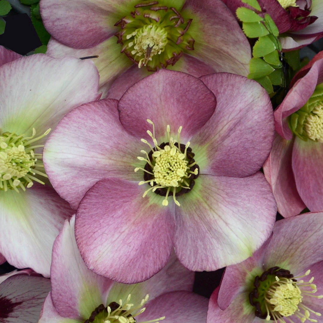 Paris in Pink Lenten Rose Perennial. Stunning Colors. Shipped Trimmed ...