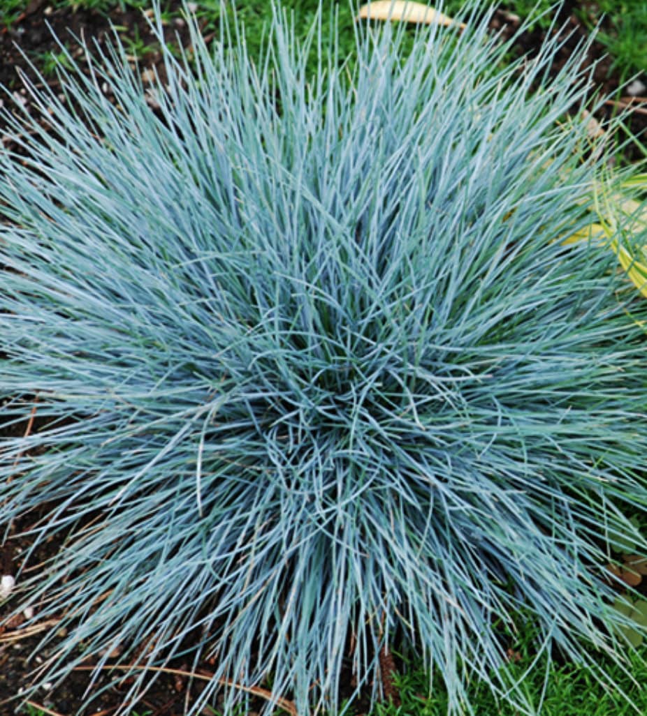 4 Blue Fescue Ornamental Grass. Stunning Color. Easy to Grow. Perennial ...
