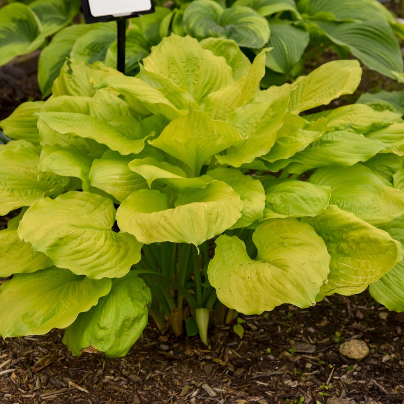 Seasons in the Sun Yellow Hosta. Easy to Grow. Loves Shade. Stunning ...