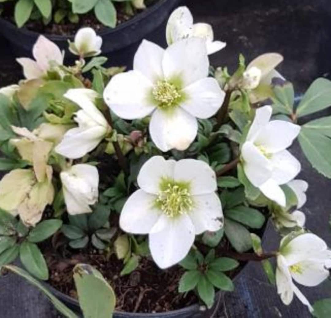 Lenten Rose Mont Blanc Rare Flowering Perennial Live Plant Lenten Rose ...