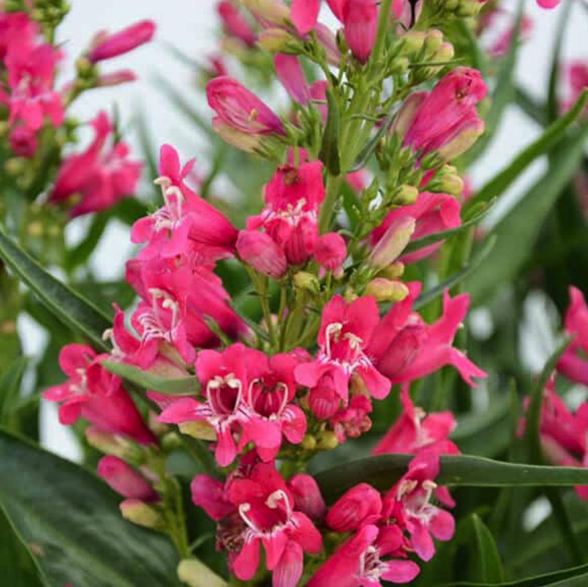 4 Penstemon Rock Candy Ruby Starter Perennial Plants. Easy to Grow ...