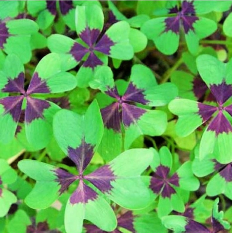 5 Oxalis 'iron Cross' Bulbs Good Luck Shamrock, Gorgeous Green and ...