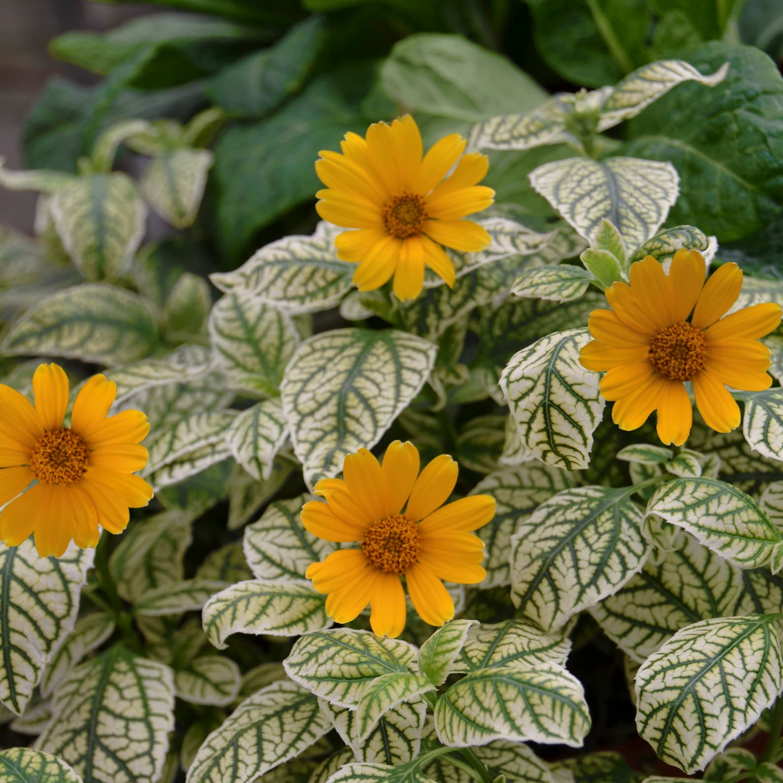Heliopsis Helianthoides Var. Scabra 'sunstruct' Perennial False ...