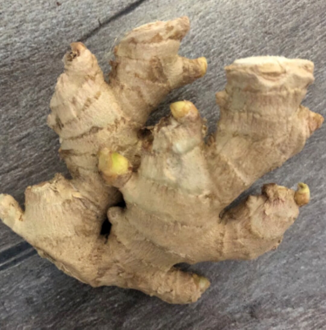 2 Ginger Roots. Easy to Grow. or Use Now. Loves Sun. - Etsy