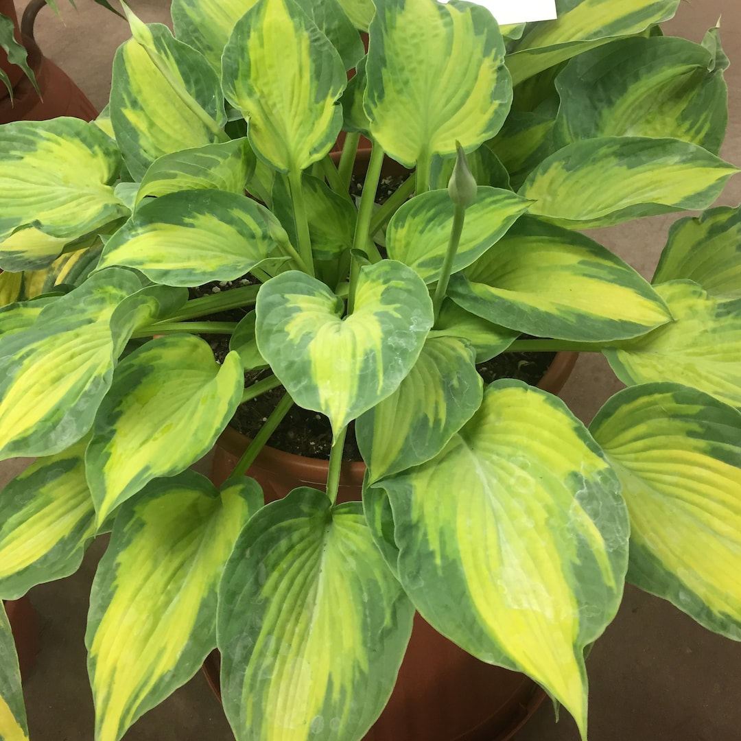 Sister Act Live Starter Hosta. Loves Shade. Super Easy to Grow. Super ...