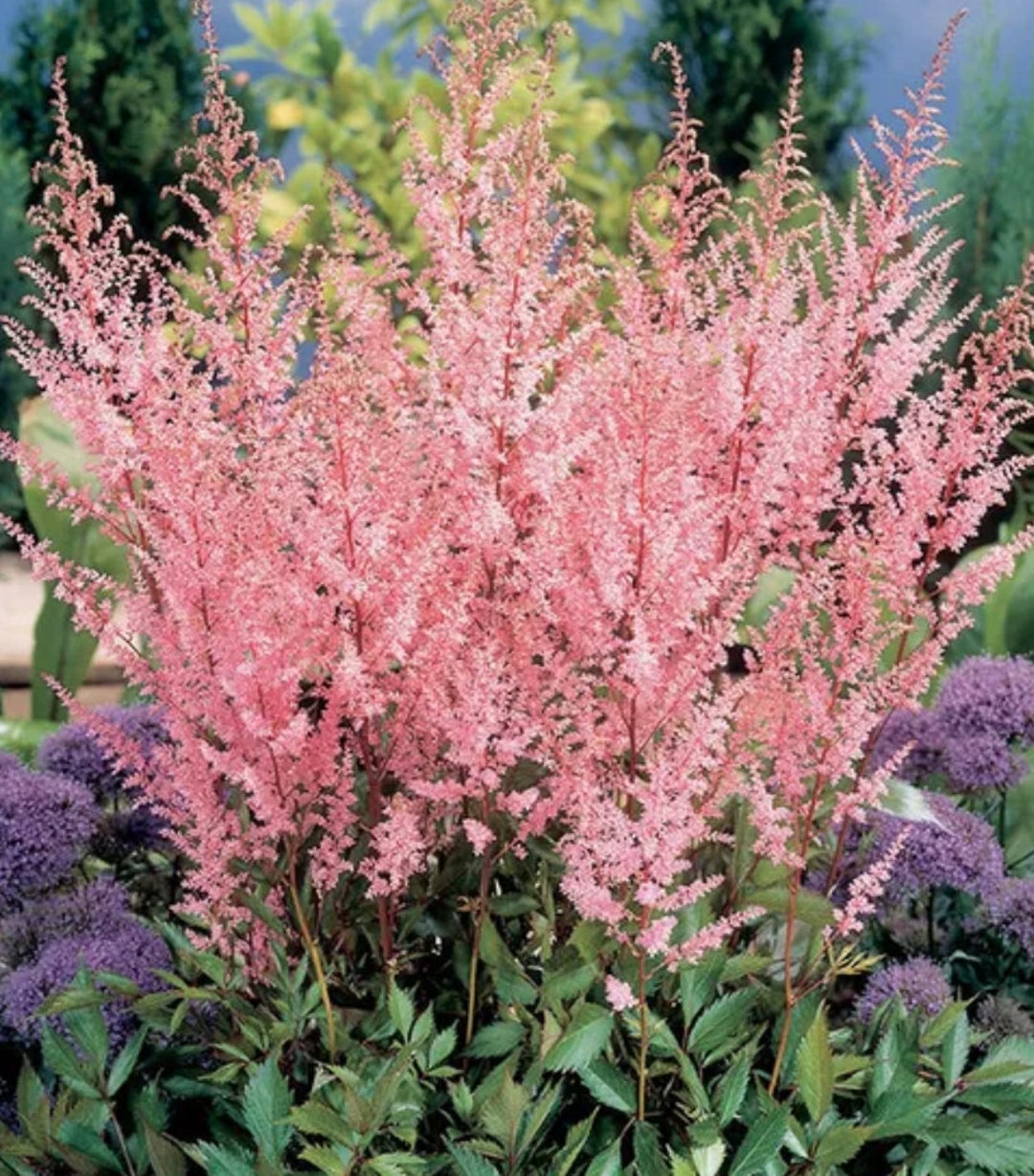 Pink Astilbe Perennial. Loves Shade. Super Easy to Grow. Comes Back ...