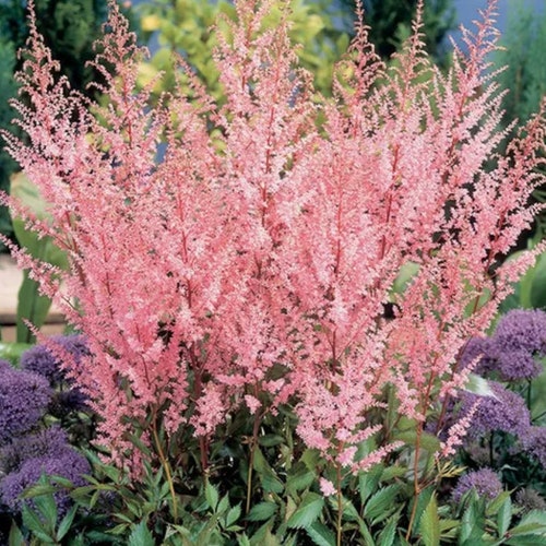 Astilbe 'peach Blossom'. Loves Shade. Easy to Grow. - Etsy