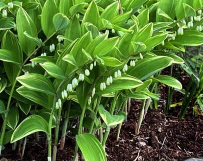 Solomon Seal Plant Roots/bulbs/tubers - Etsy